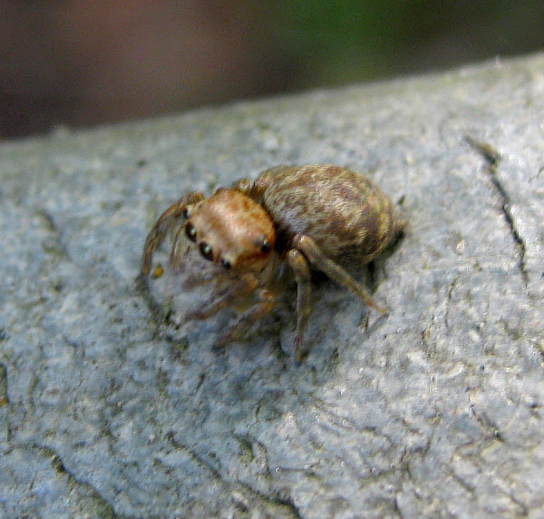 Brown Jumping Spider | Project Noah