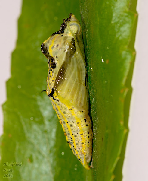 Great Southern White pupa | Project Noah