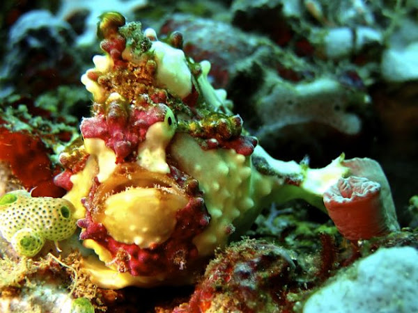 Warty Frog Fish/Clown Frog Fish | Project Noah