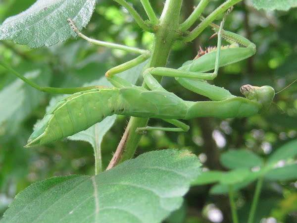 Giant Asian Mantis | Project Noah