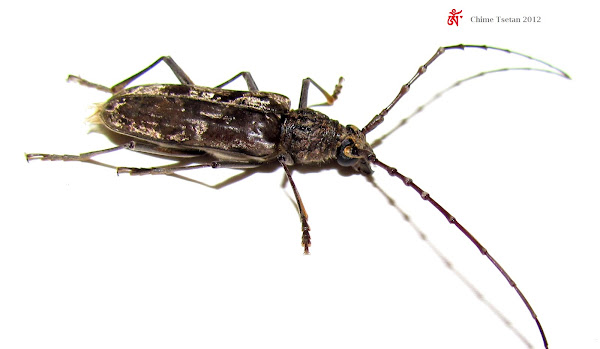 Longhorn beetle | Project Noah