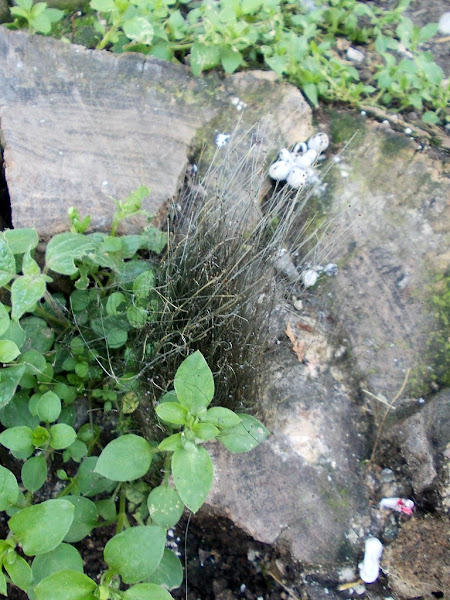 Phycomyces blakesleeanus | Project Noah