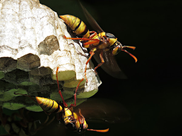 Vespa - wasp | Project Noah