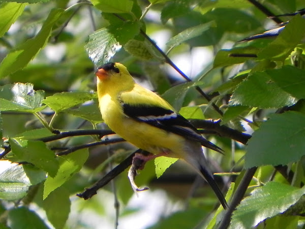 Goldfinch | Project Noah