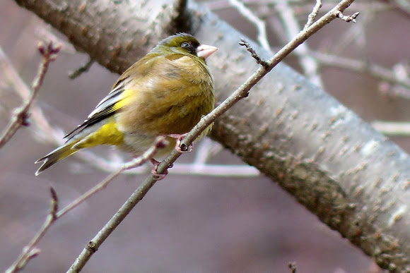 Greenfinch | Project Noah