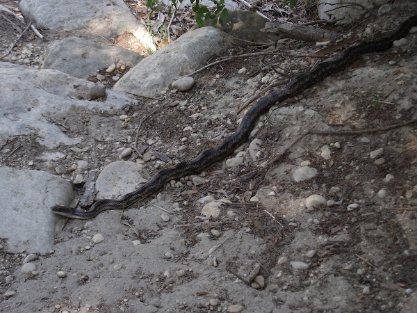 Texas Rat Snake | Project Noah