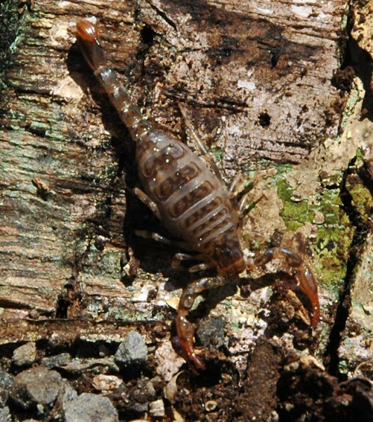 Wood Scorpion | Project Noah