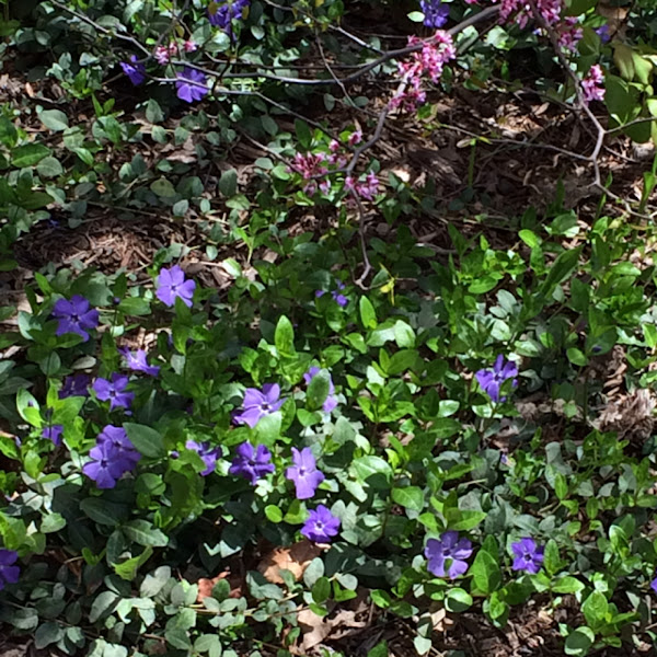 Myrtle Periwinkle | Project Noah