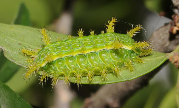 Spiny oak-slug moth (larva) | Project Noah