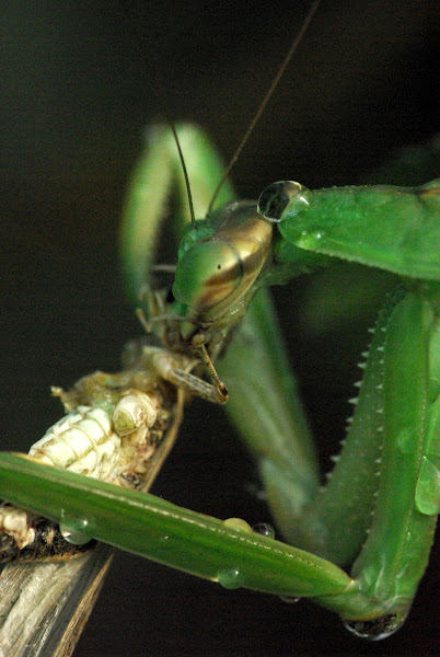 California Mantis | Project Noah