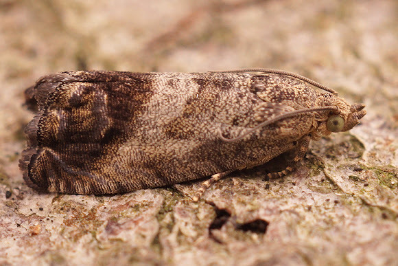 Cydia splendana | Project Noah