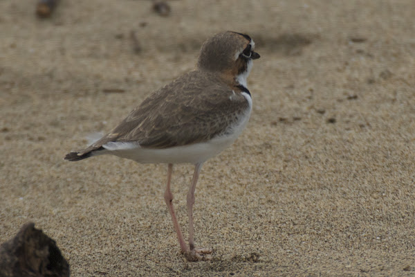 Chorlitejo Collarejo o Turillo | Project Noah