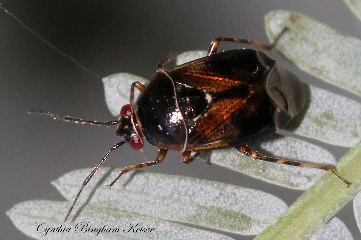 Plant Bug | Project Noah