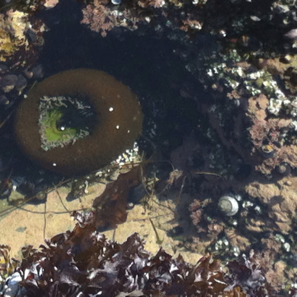 Snails in tide pool | Project Noah
