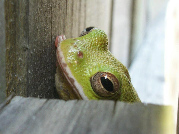 Barking Tree Frog | Project Noah