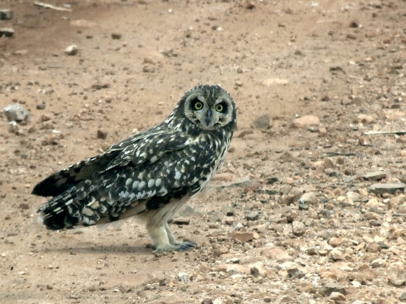 Strigiformes | Project Noah