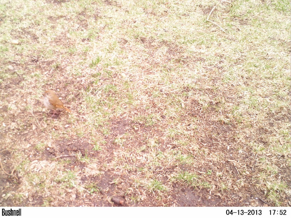 Hermit thrush | Project Noah