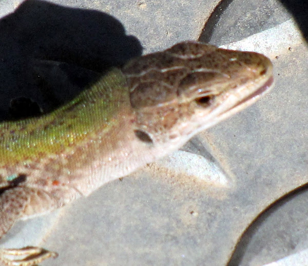 Italian Wall Lizard | Project Noah