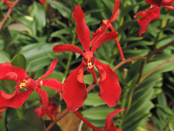 Renanthera orchid | Project Noah