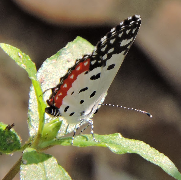 Red Pierrot | Project Noah