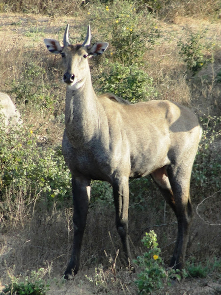 Nilgai | Project Noah