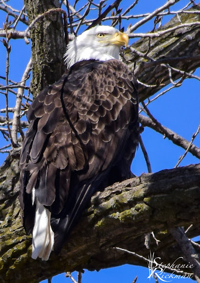 Bald Eagle | Project Noah