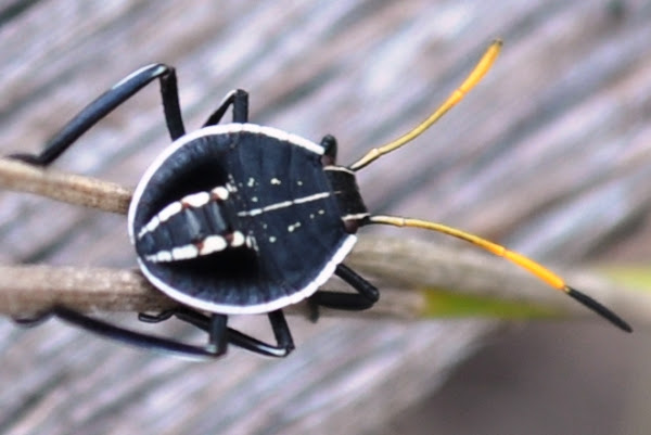 Brown Shield Bug nymph | Project Noah