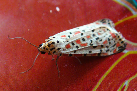 Crimson-speckled Flunkey | Project Noah