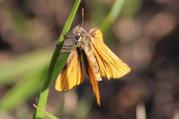 Southern Skipperling | Project Noah