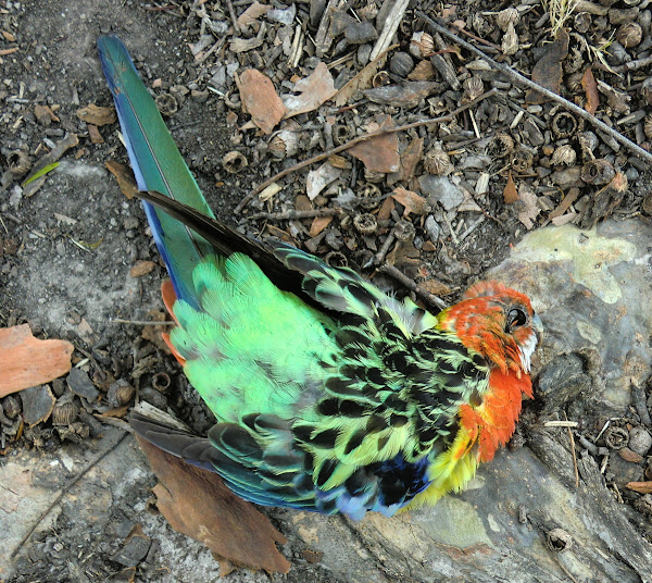 Eastern Rosella | Project Noah