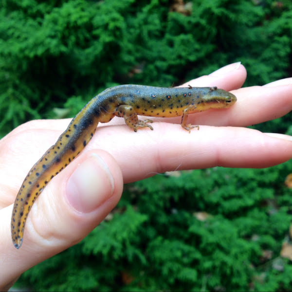 Eastern Newt | Project Noah