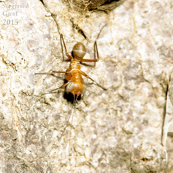 Ant-mimicking Bark Mantis Nymph | Project Noah