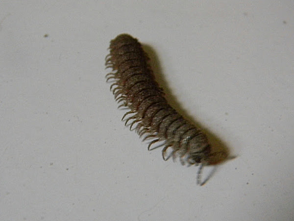 tractor millipede | Project Noah