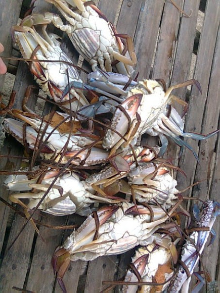 crabs(kasag in philippines) | Project Noah