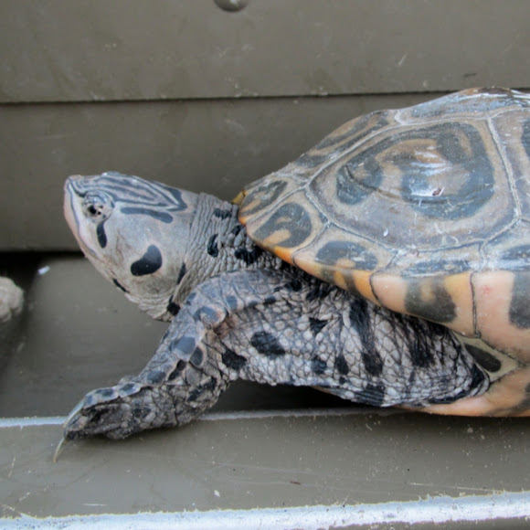 Diamondback Terrapin | Project Noah