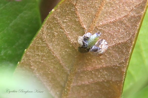 Dryinid Wasp (larvae) eating Privet Leafhopper Nymph | Project Noah