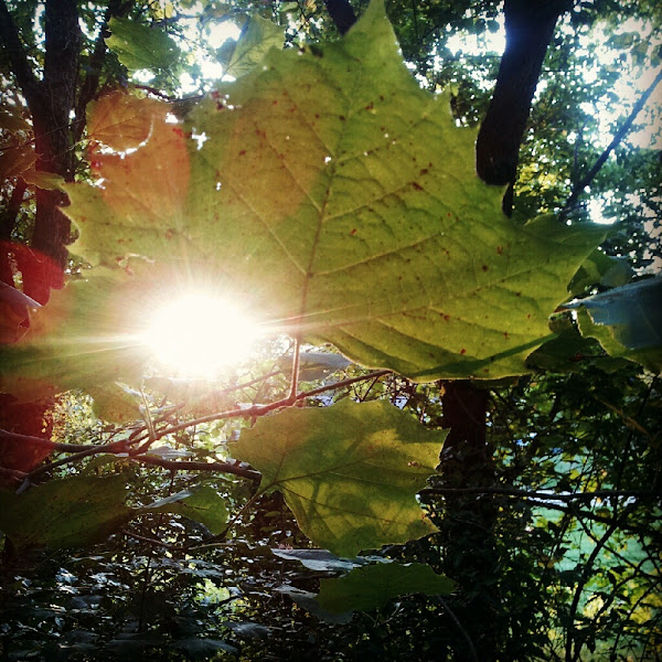 sycamore | Project Noah