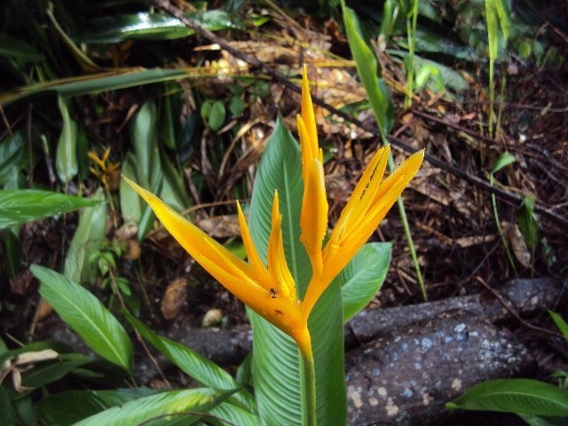 Parakeet flower | Project Noah