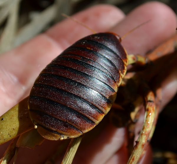 Table Mountain Cockroach | Project Noah