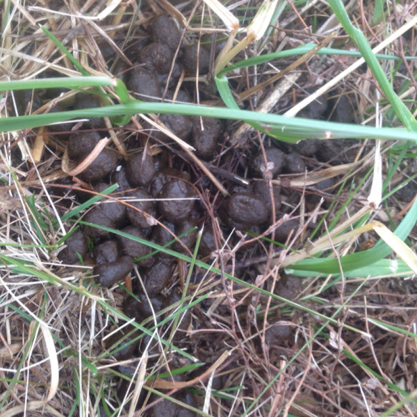Deer Scat. | Project Noah