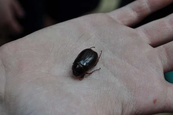 June Bug | Project Noah