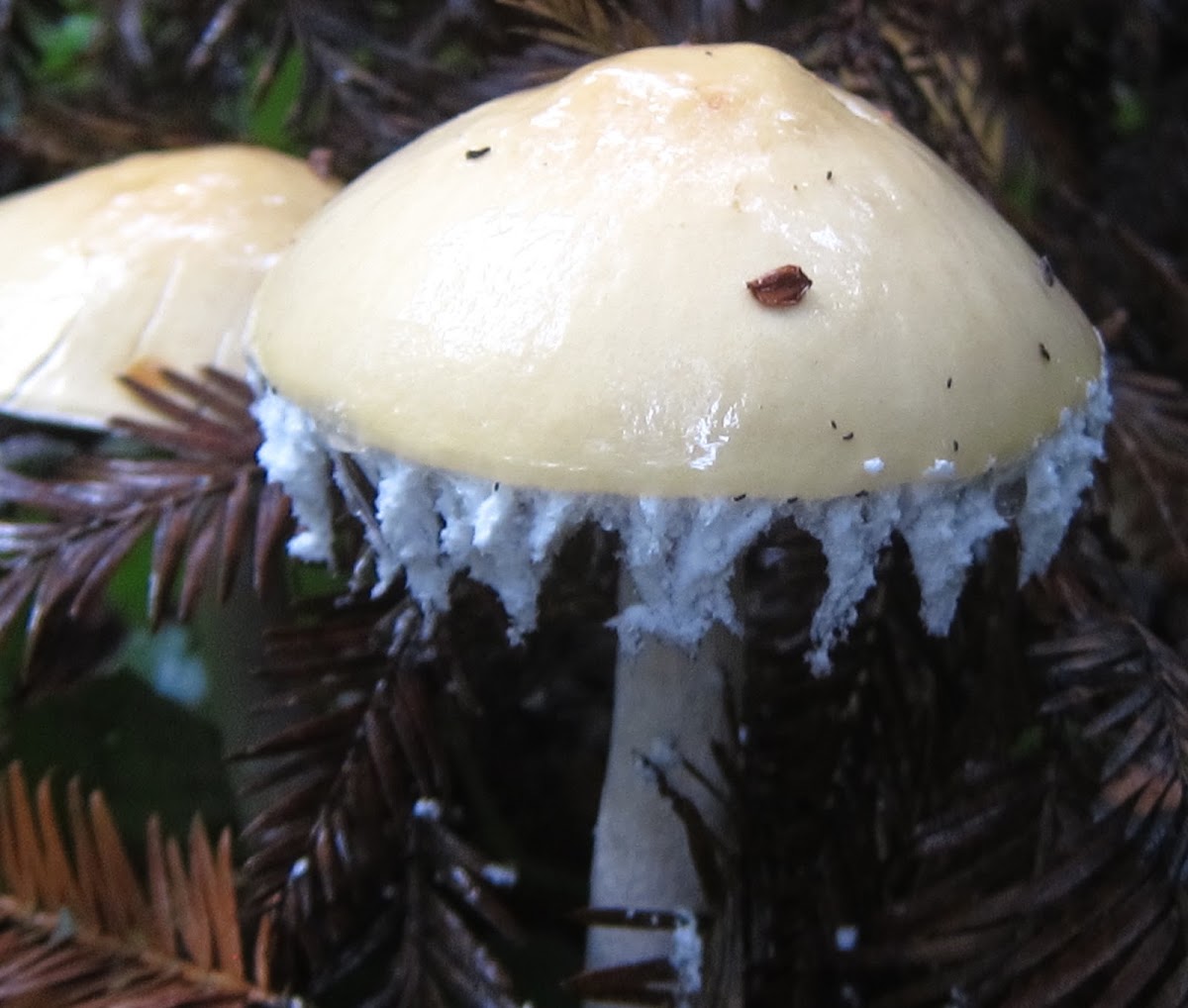 Questionable Stropharia | Project Noah