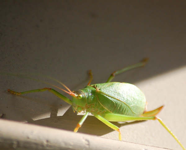 True Katydid | Project Noah
