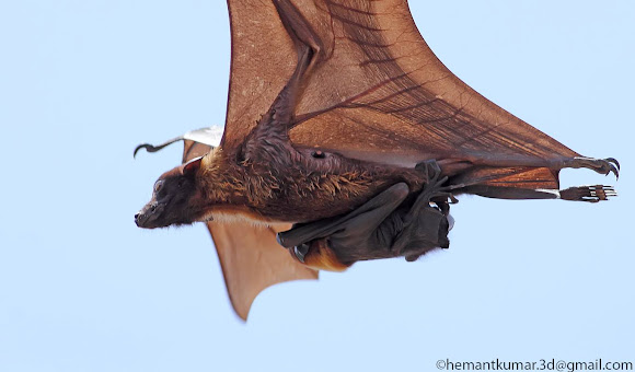 Indian flying fox | Project Noah