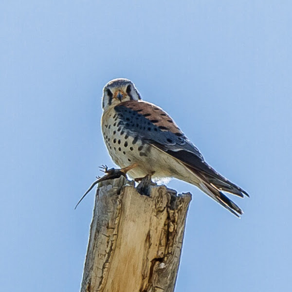 American Kestrel | Project Noah