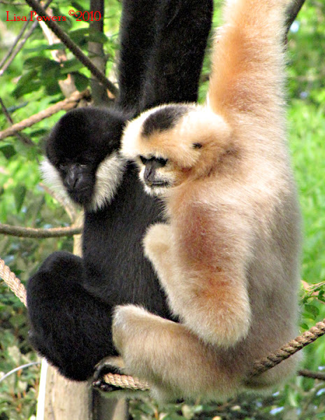 White-Cheeked Gibbons - Nashville Zoo | Project Noah