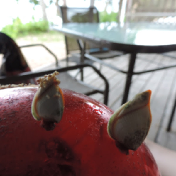 Duck barnacle | Project Noah