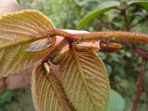 Membracid Tree hopper | Project Noah