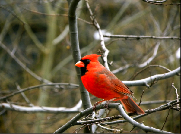 Cardinal, Male | Project Noah
