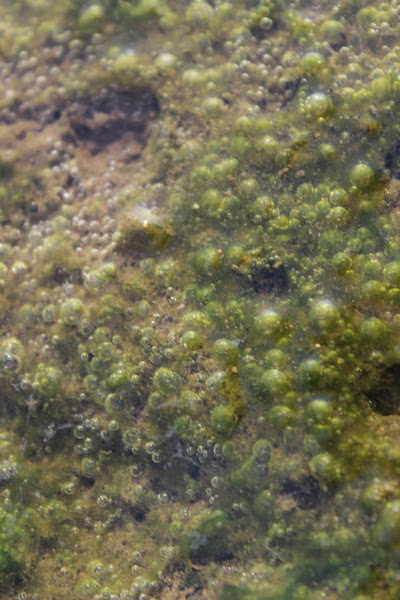 Microbial Mat | Project Noah